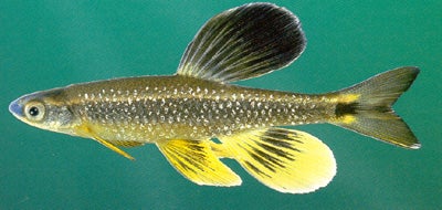 Bluenose | Outdoor Alabama