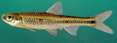 Coosa | Outdoor Alabama