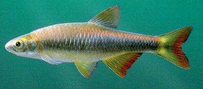 Flagfin | Outdoor Alabama