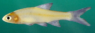 Ghost | Outdoor Alabama