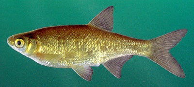 Golden | Outdoor Alabama