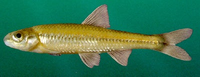 Highscale | Outdoor Alabama