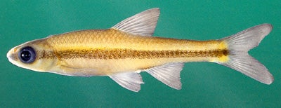 Ironcolor | Outdoor Alabama