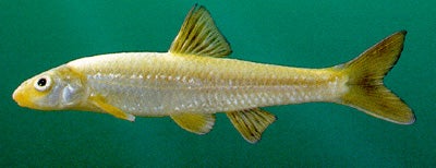 Longnose | Outdoor Alabama