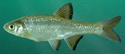 Pretty | Outdoor Alabama