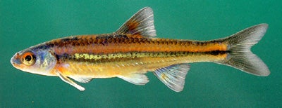 Rainbow | Outdoor Alabama