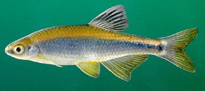 Sailfin | Outdoor Alabama