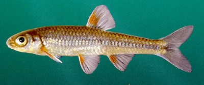 Mimic Shiner Range