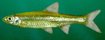 Silverside | Outdoor Alabama