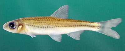 Telescope | Outdoor Alabama