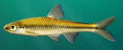 Weed | Outdoor Alabama