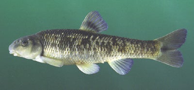 Bluefin | Outdoor Alabama