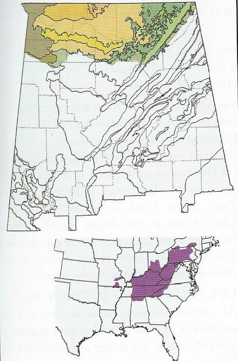 Hellbender | Outdoor Alabama