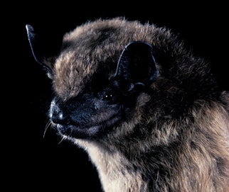 Big Brown Bat | Outdoor Alabama