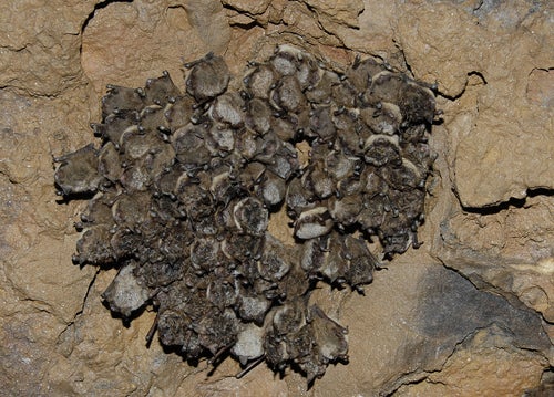 Little Brown Myotis | Outdoor Alabama