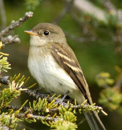 Alder Flycatcher | Outdoor Alabama