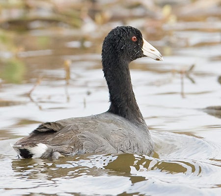 American Coot | Outdoor Alabama