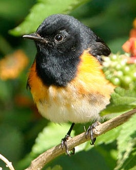 American Redstart | Outdoor Alabama
