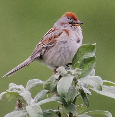 American Tree Sparrow | Outdoor Alabama