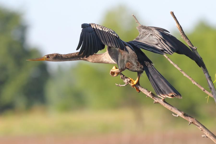 Anhinga | Outdoor Alabama
