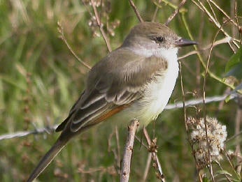 Ash-throated Flycatcher | Outdoor Alabama