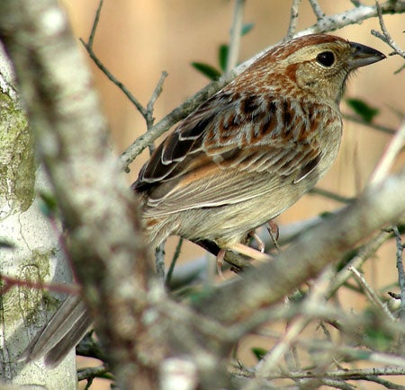 Bachman's Sparrow | Outdoor Alabama
