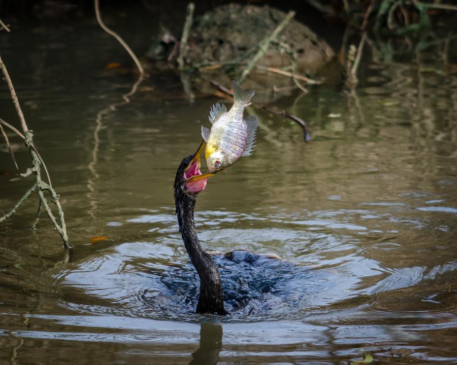 Anhinga | Outdoor Alabama