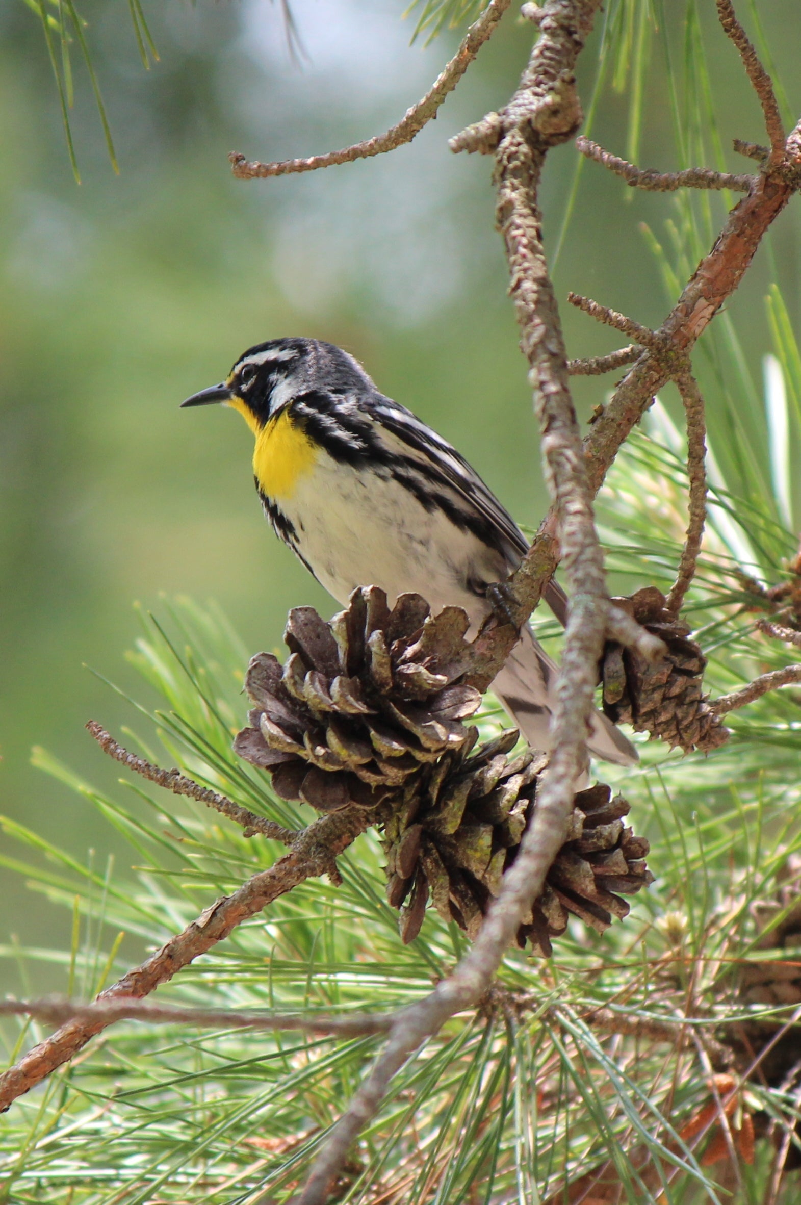 Birds | Outdoor Alabama