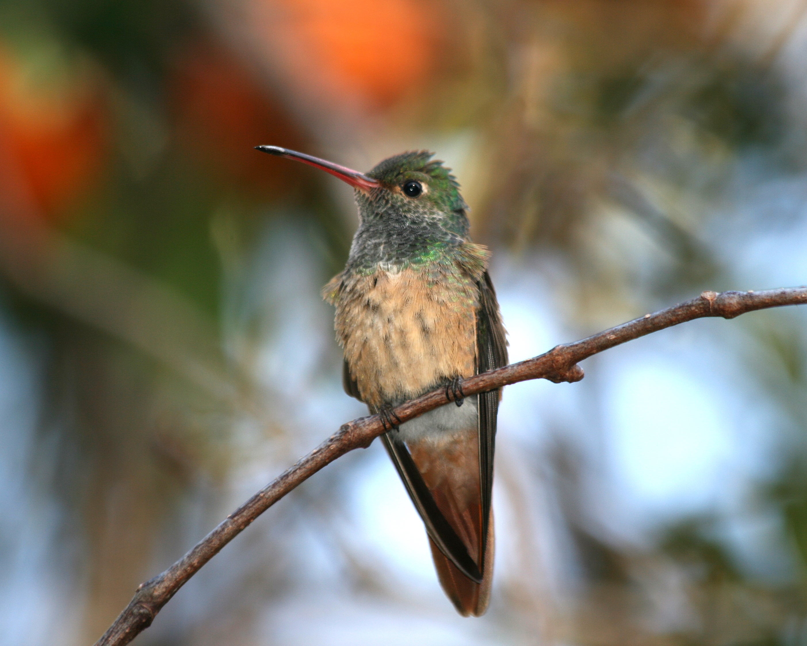 Buff-bellied Hummingbird | Outdoor Alabama