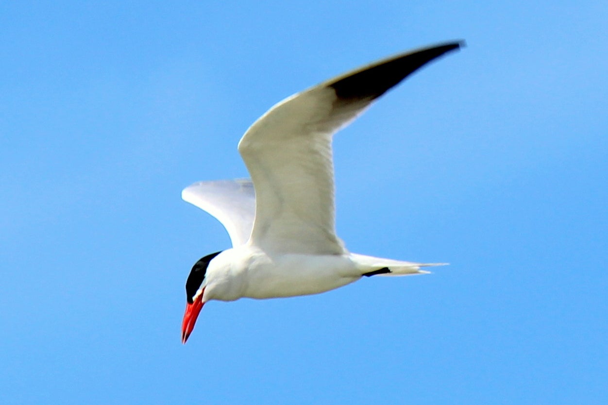 Caspian Tern | Outdoor Alabama