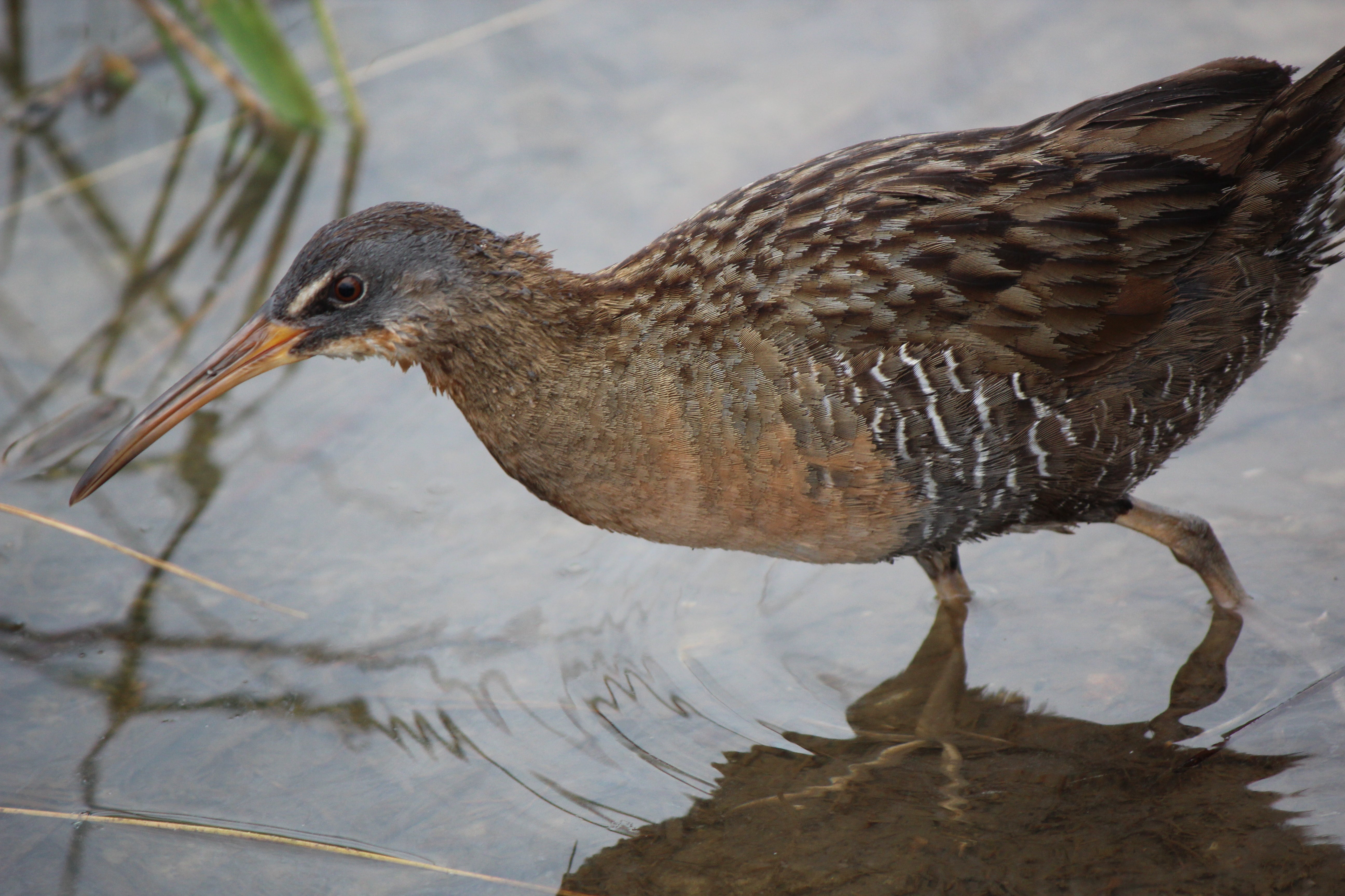 Clapper Rail | Outdoor Alabama