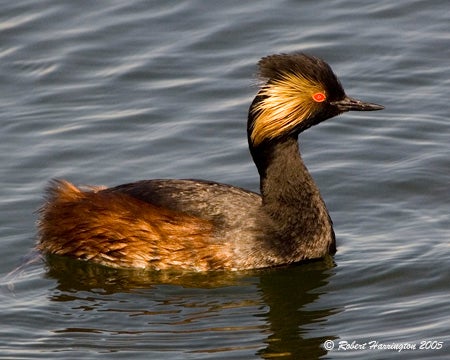 Eared Grebe | Outdoor Alabama