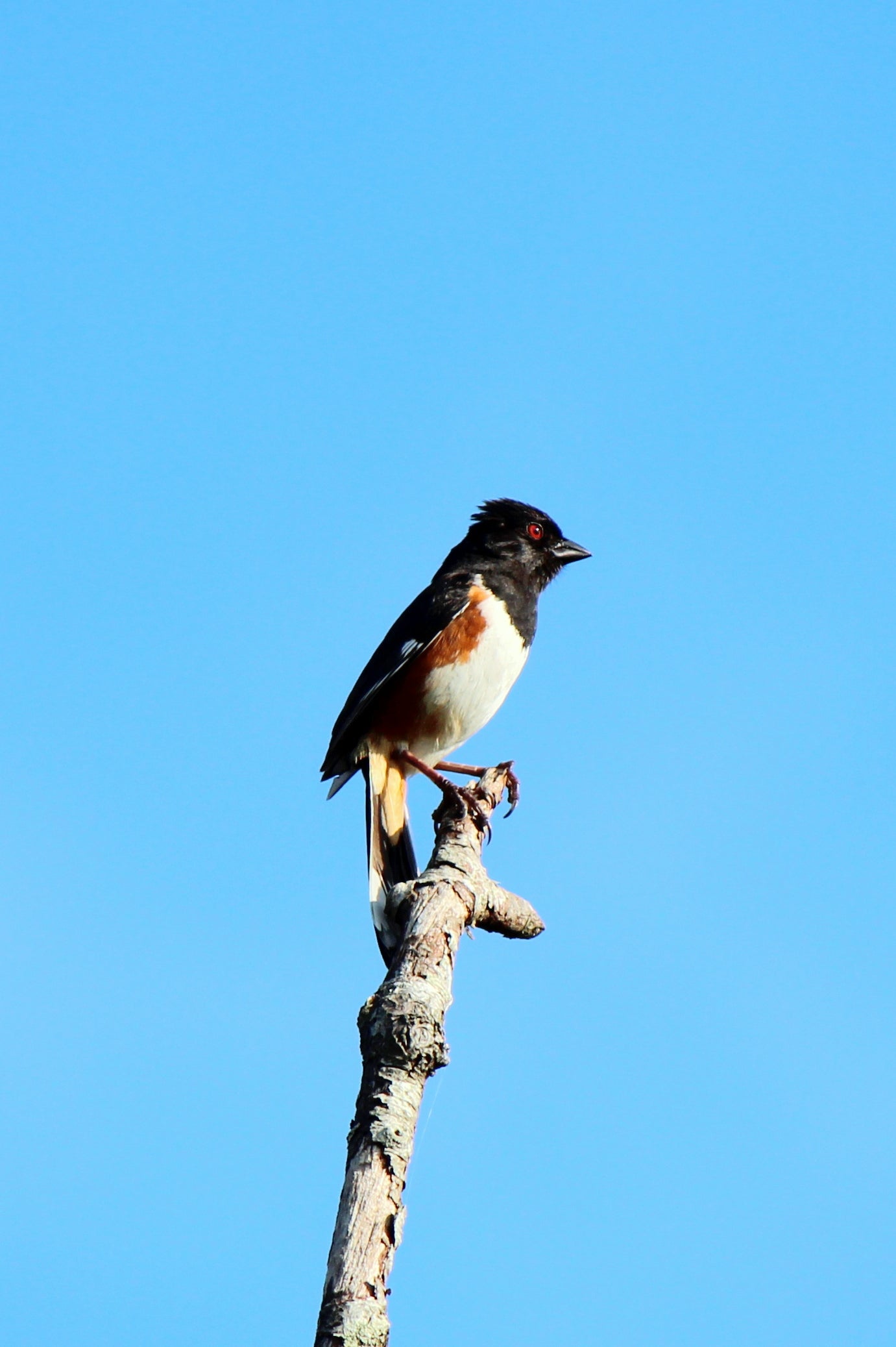 Eastern Towhee | Outdoor Alabama