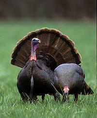 Subspecies of North American Wild Turkey | Outdoor Alabama