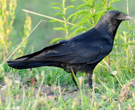 Fish Crow | Outdoor Alabama
