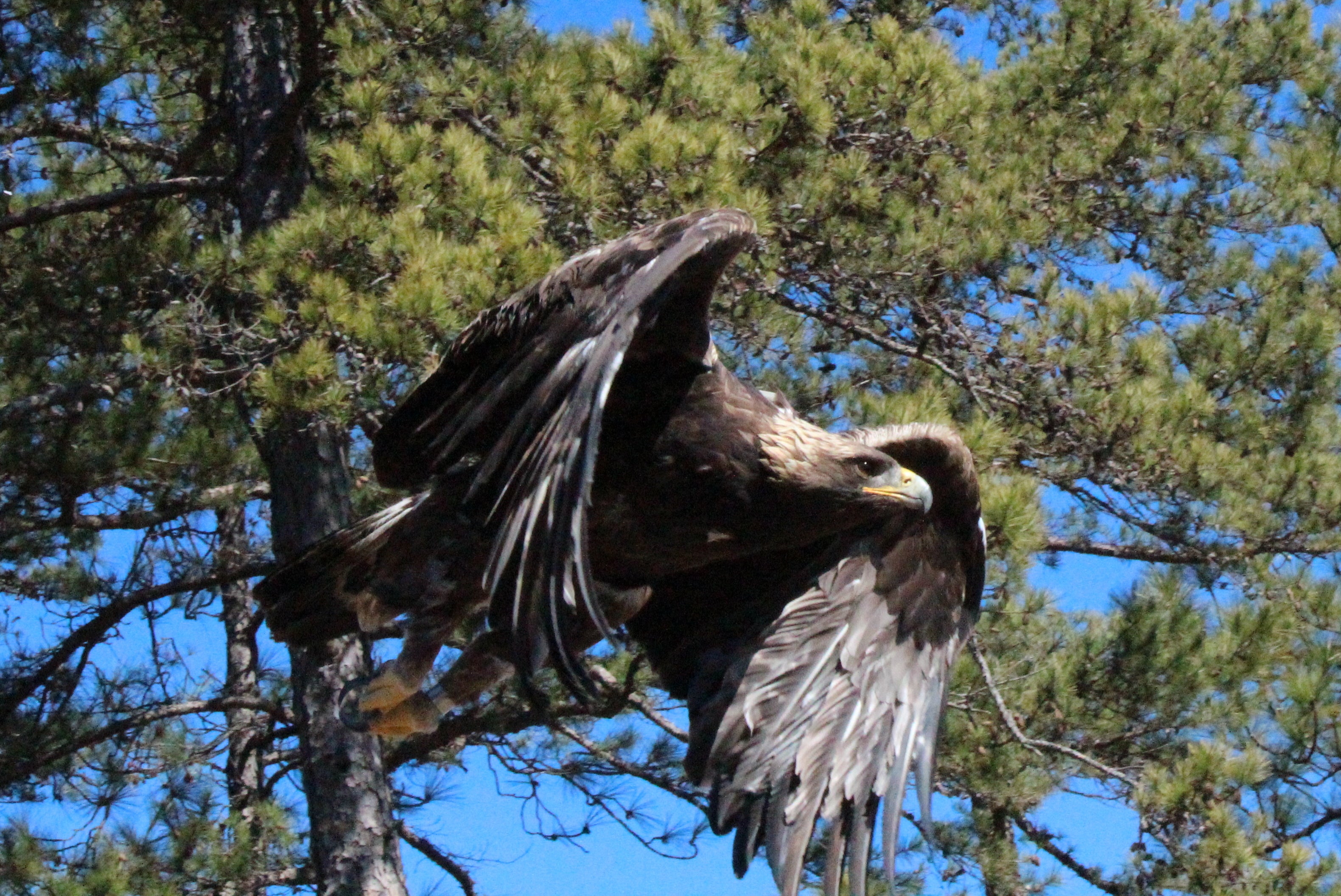 Golden Eagle | Outdoor Alabama