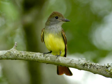 Great Crested Flycatcher | Outdoor Alabama