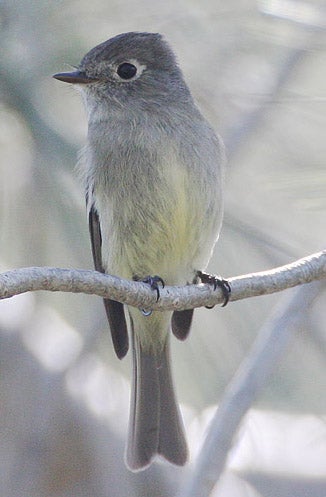 Hammond's Flycatcher | Outdoor Alabama