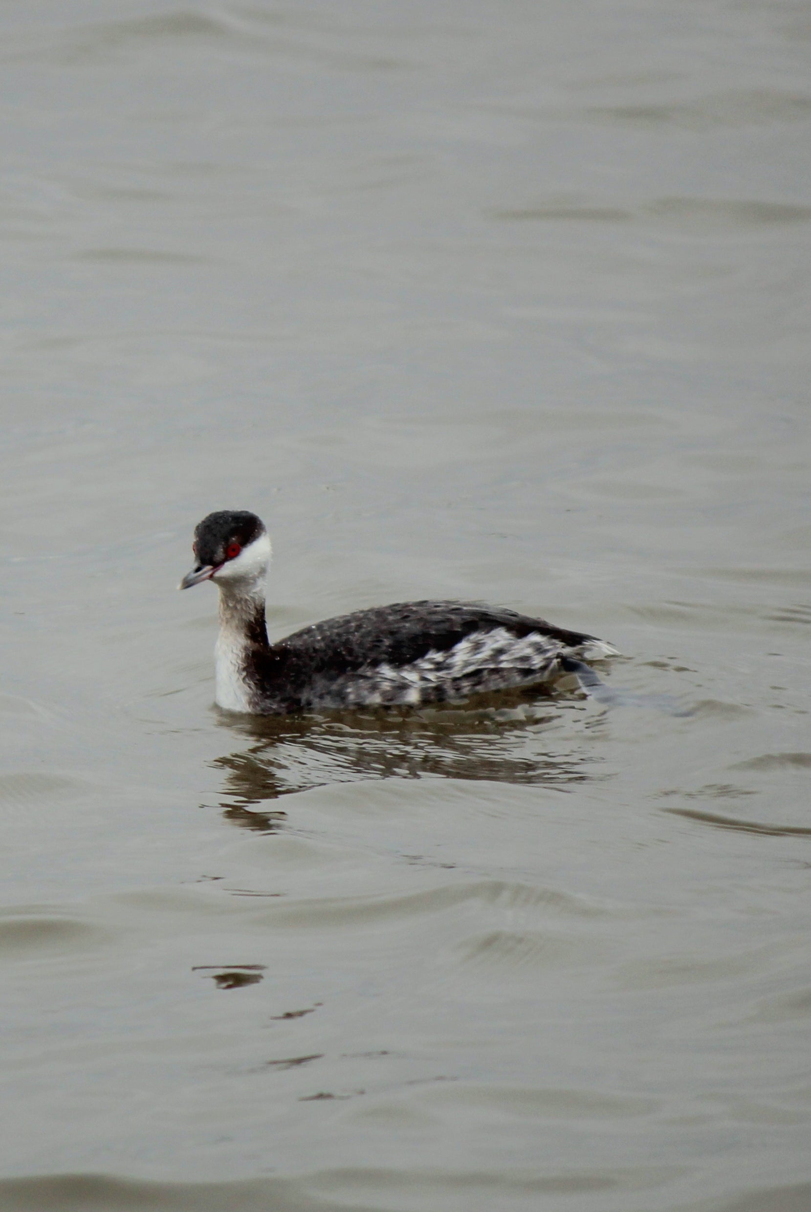 Horned Grebe | Outdoor Alabama