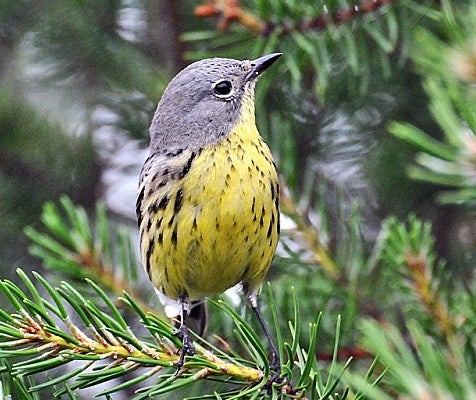 Kirtland's Warbler | Outdoor Alabama