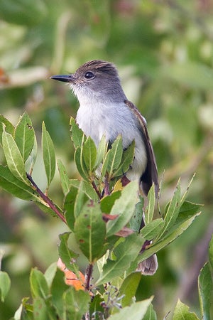 La Sagra's Flycatcher | Outdoor Alabama