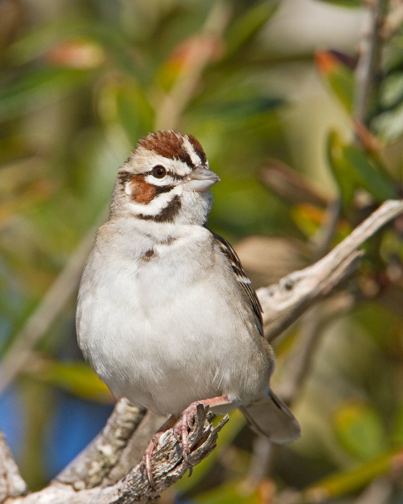 Lark Sparrow | Outdoor Alabama