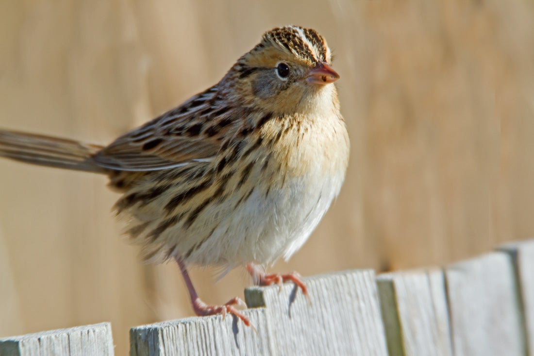Le Conte's Sparrow | Outdoor Alabama