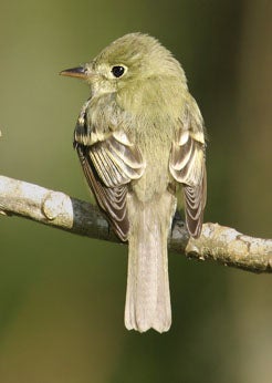 Least Flycatcher | Outdoor Alabama