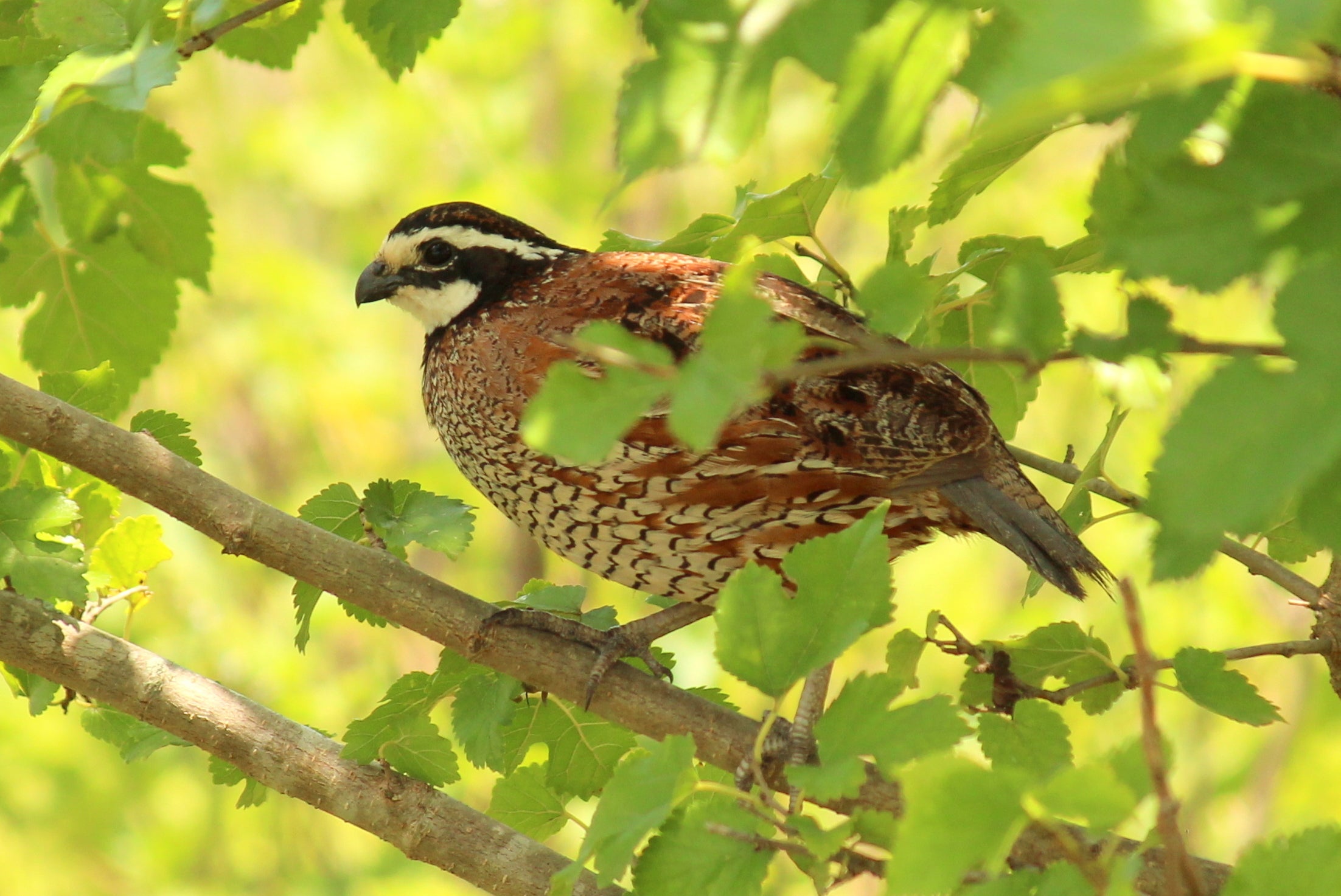 Northern Bobwhite | Outdoor Alabama
