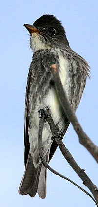 Olive-sided Flycatcher | Outdoor Alabama