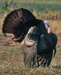 Subspecies of North American Wild Turkey | Outdoor Alabama