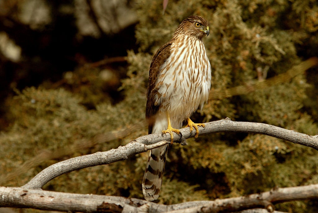 Cooper's Hawk | Outdoor Alabama