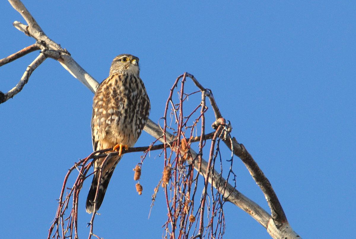 Alabama's Hawks and Falcons | Outdoor Alabama