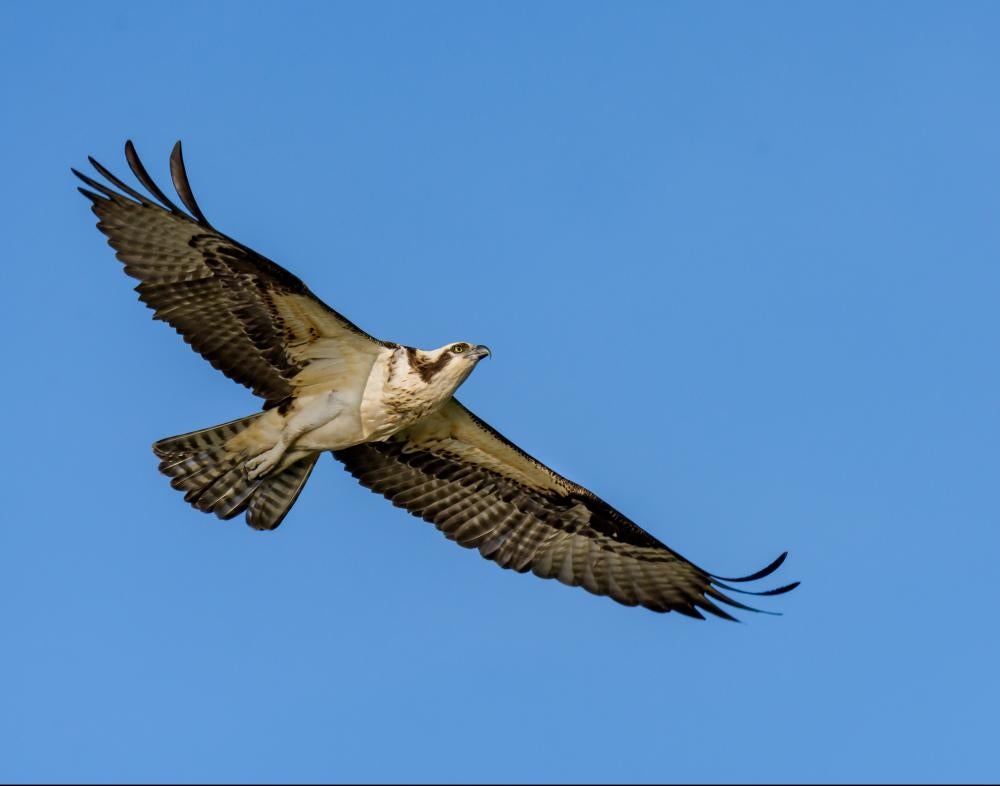 Alabama's Hawks and Falcons | Outdoor Alabama